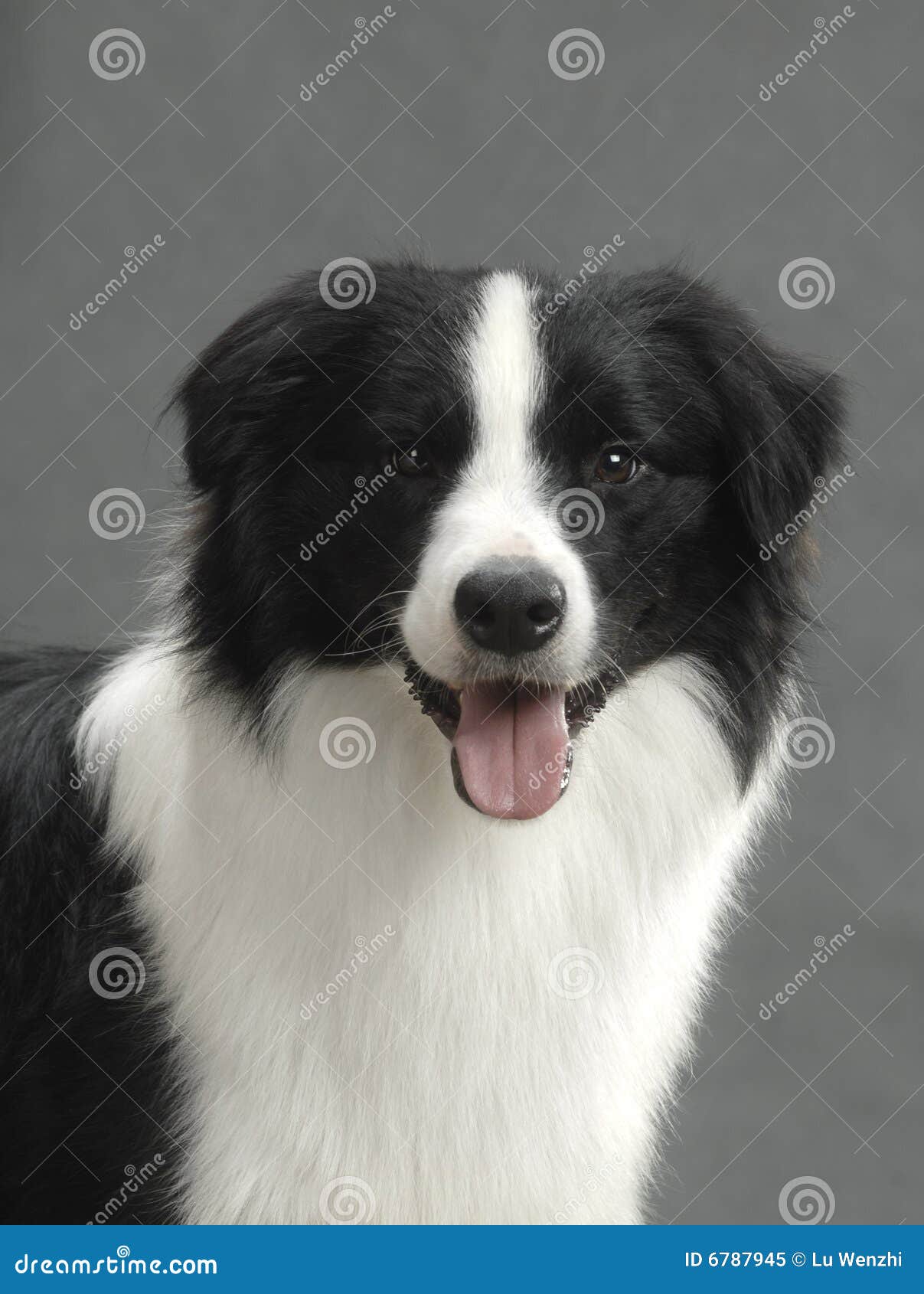 Border Collie stock image. Image of tongue, hair, quotient - 6787945