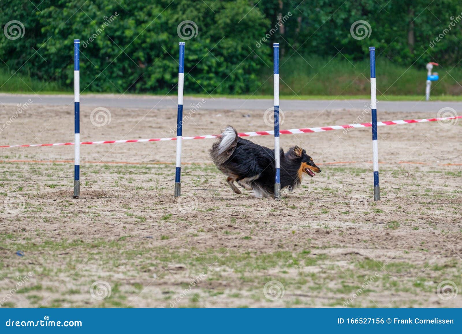Border Collie in Actiion in an Agility Exercise Stock Photo - Image of ...