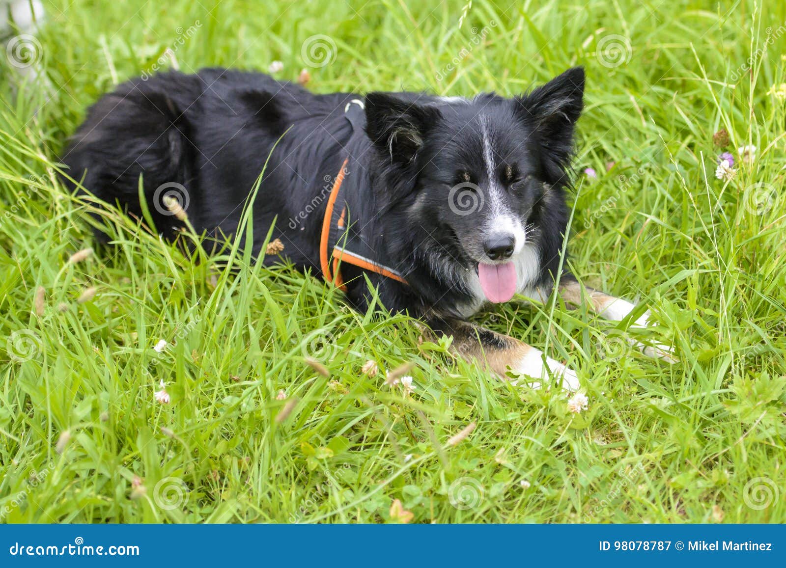 Border Collie Adult in the Field Stock Image - Image of border, canine ...