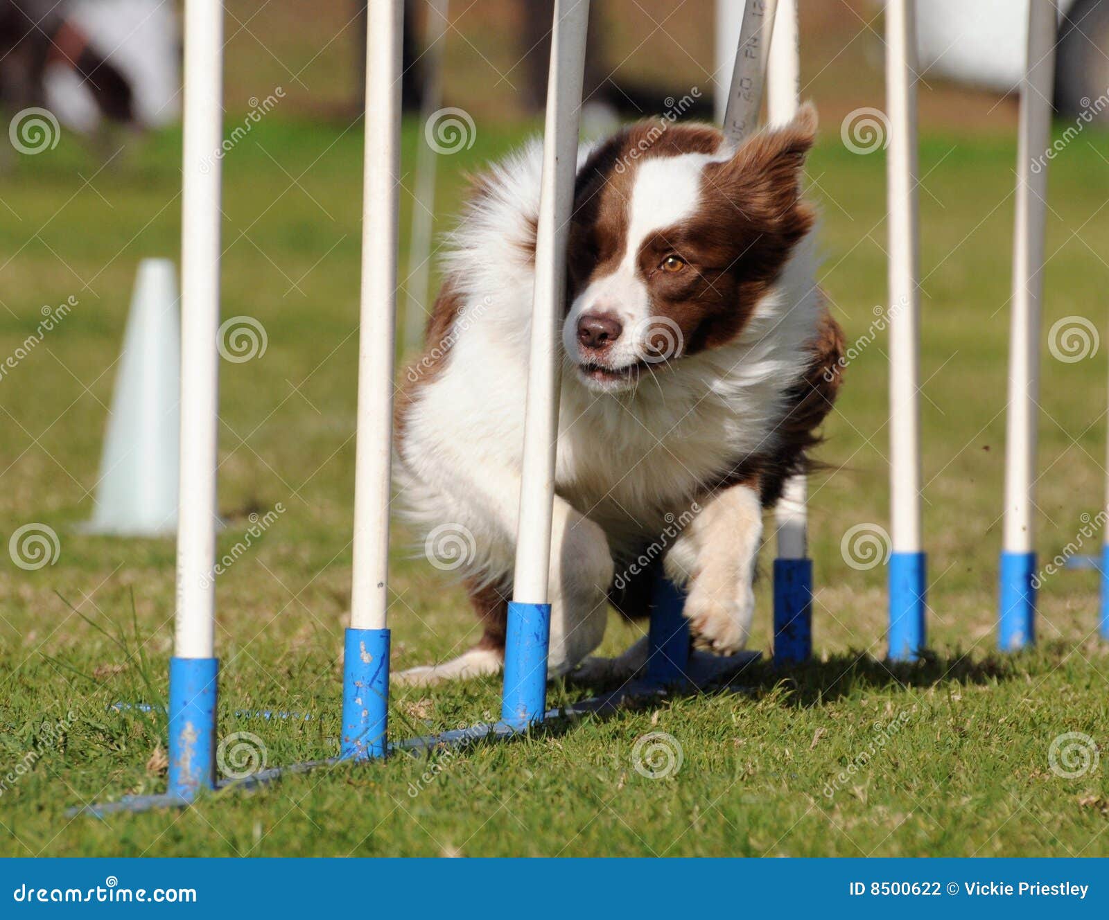 Border Collie agility stock photo. Image of working, agile - 8500622