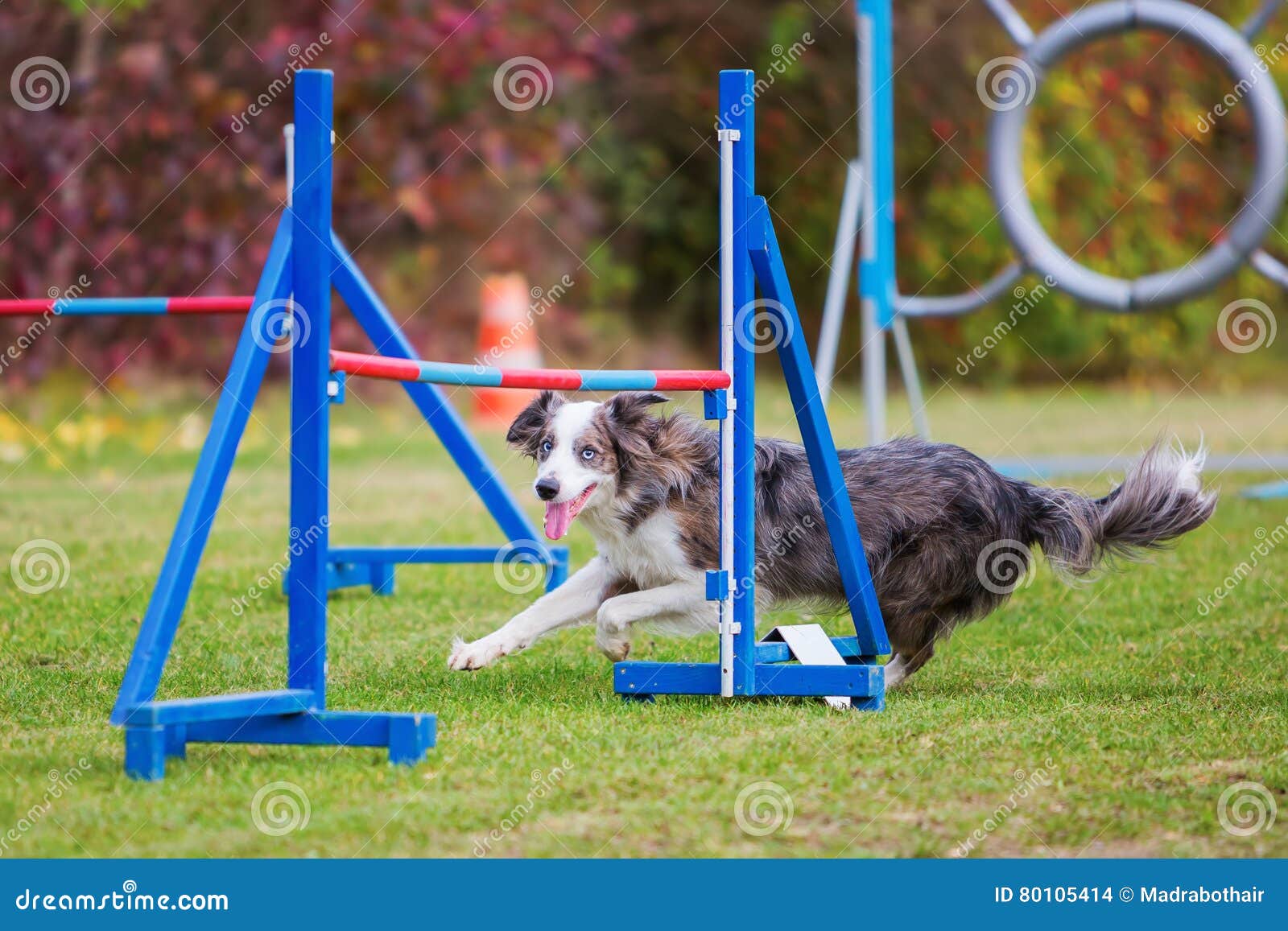 Border Collie on an Agility Course Stock Photo - Image of training ...