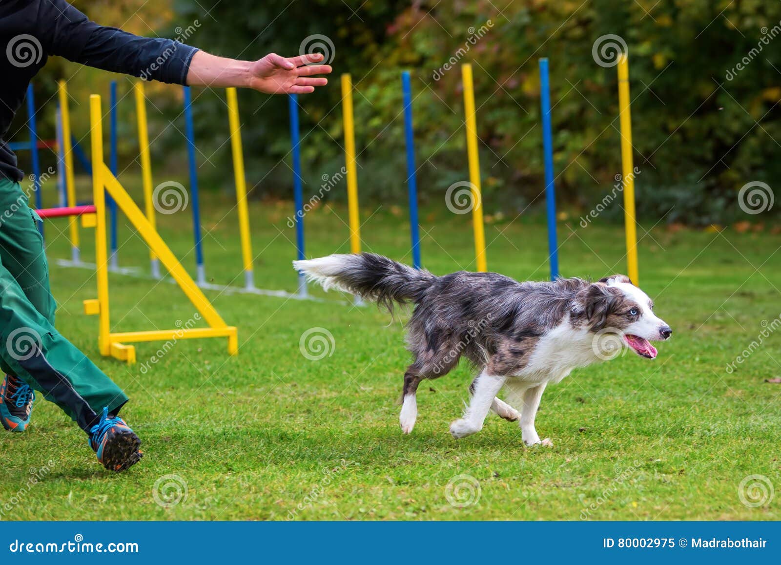 Border Collie on an Agility Field Stock Image - Image of animal ...