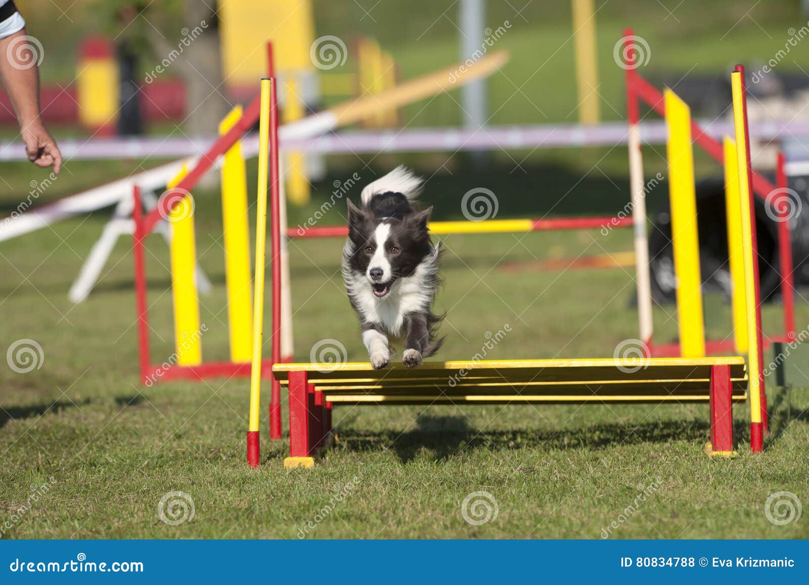 Border Collie agility stock photo. Image of hurdle, obedience - 80834788