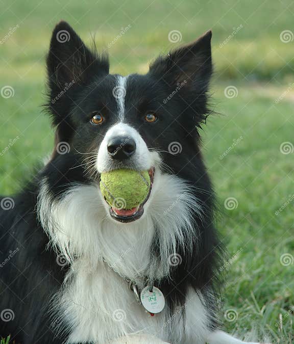 Border collie with ball stock photo. Image of holding, attentive - 230928