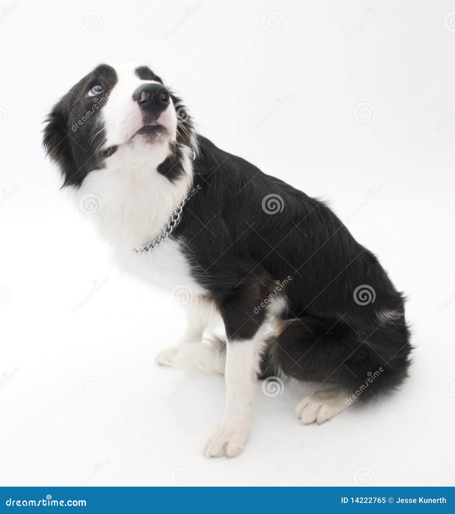 Border Collie Being Scolded Stock Image - Image of sitting, collie ...