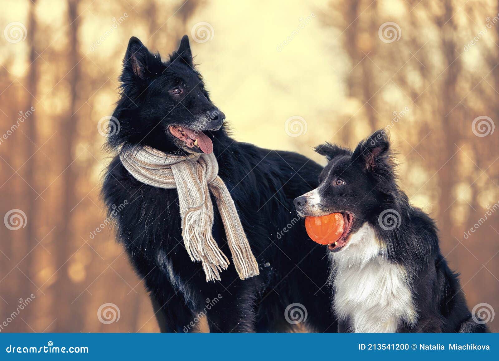 Border Collie and Belgian Shepherd Stock Photo - Image of dogs, jump ...