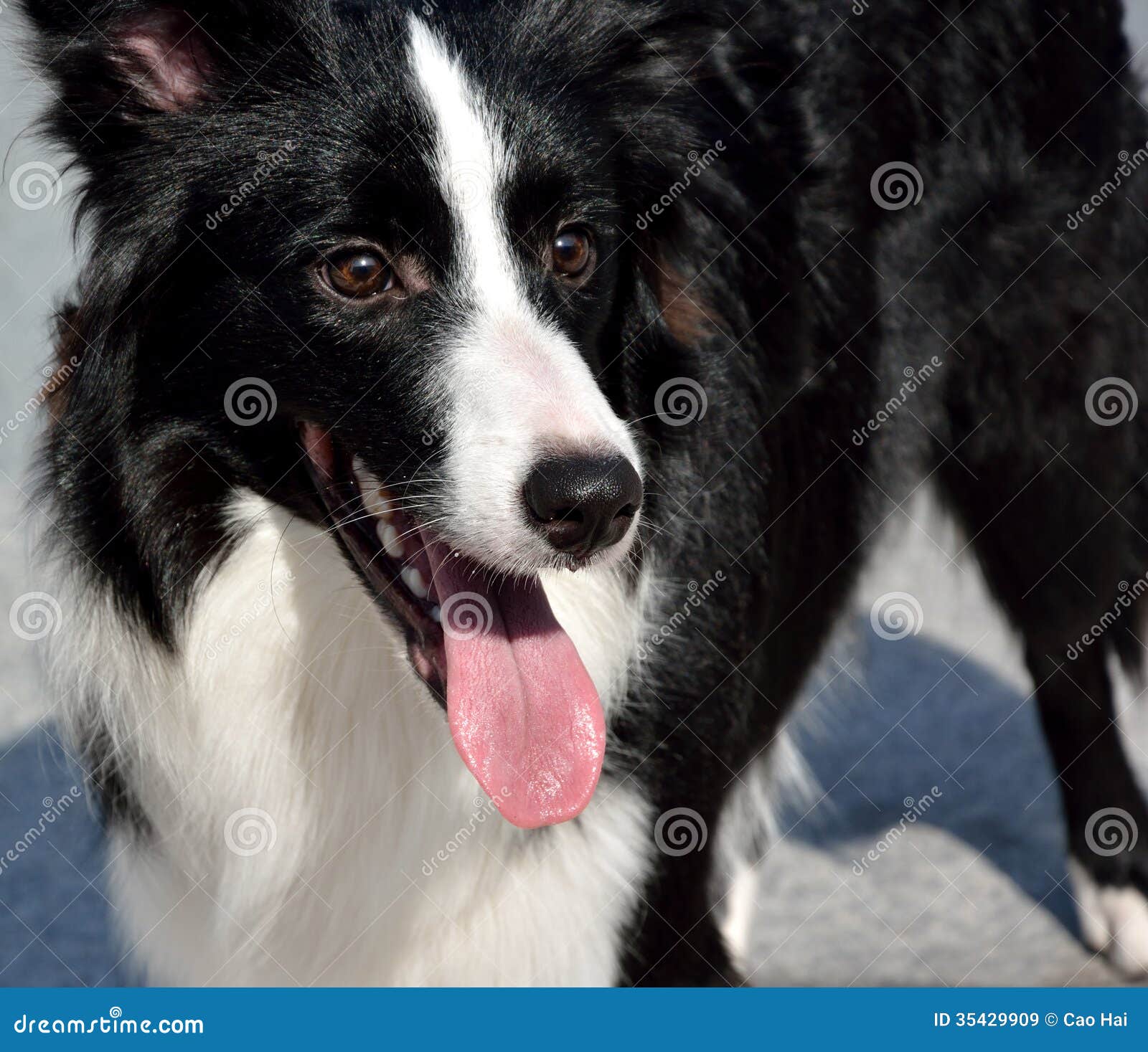 A Border Collie in Black and White Stock Image - Image of face, cute ...