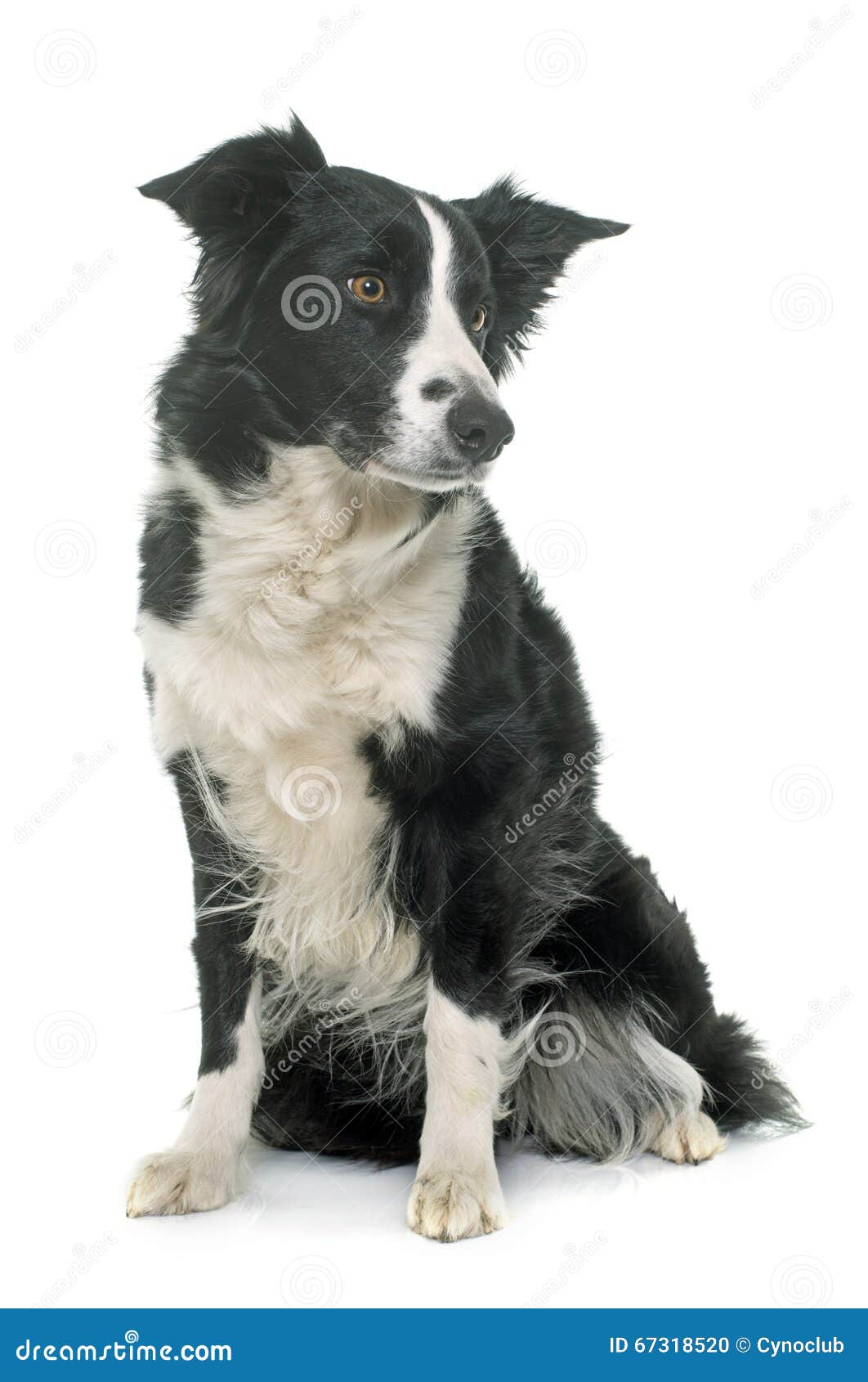 Border Collie Blanco Y Negro Foto de archivo - Imagen de purebred ...