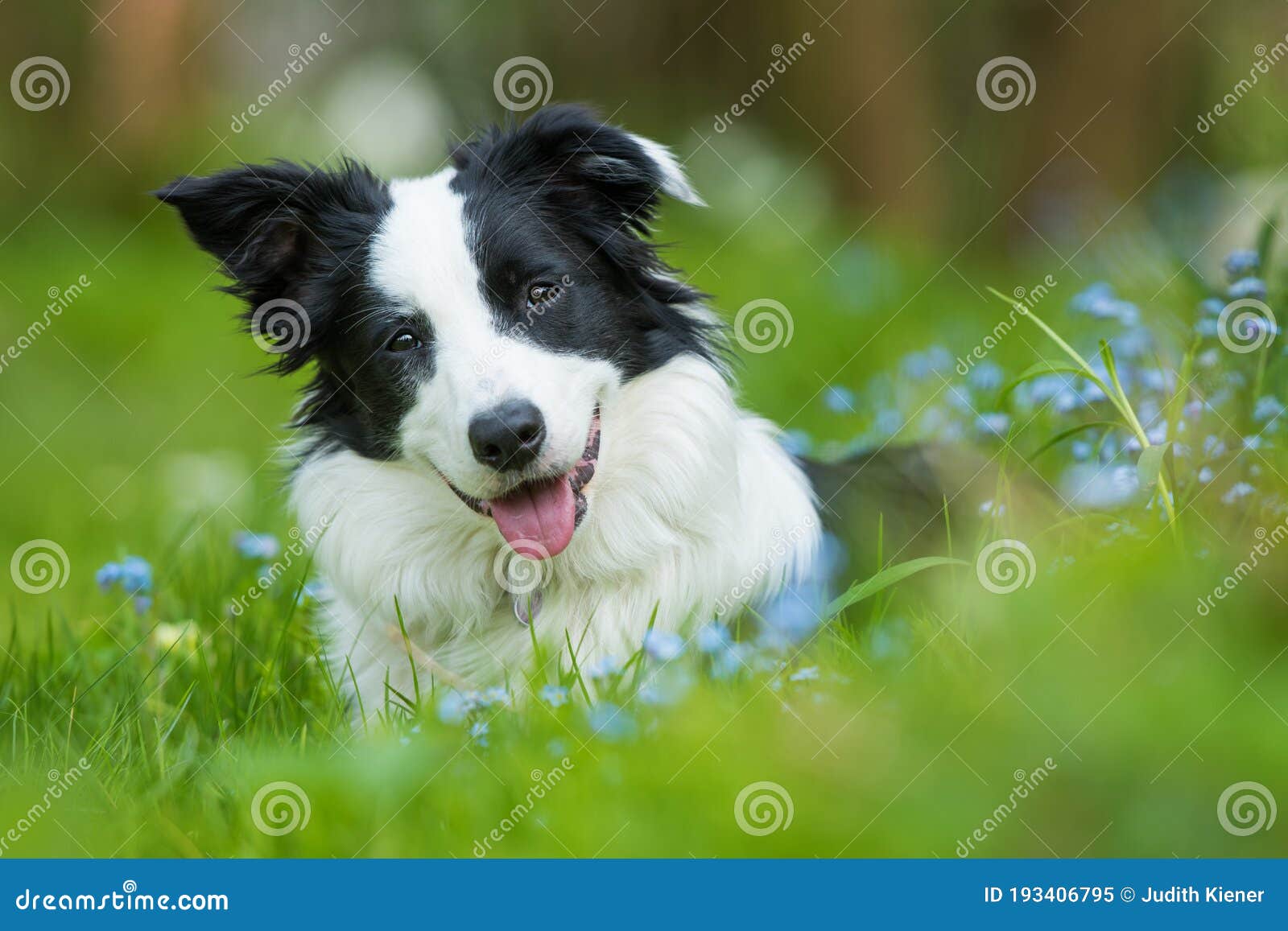 Border Collie Dog in a Spring Meadow Stock Image - Image of flower ...