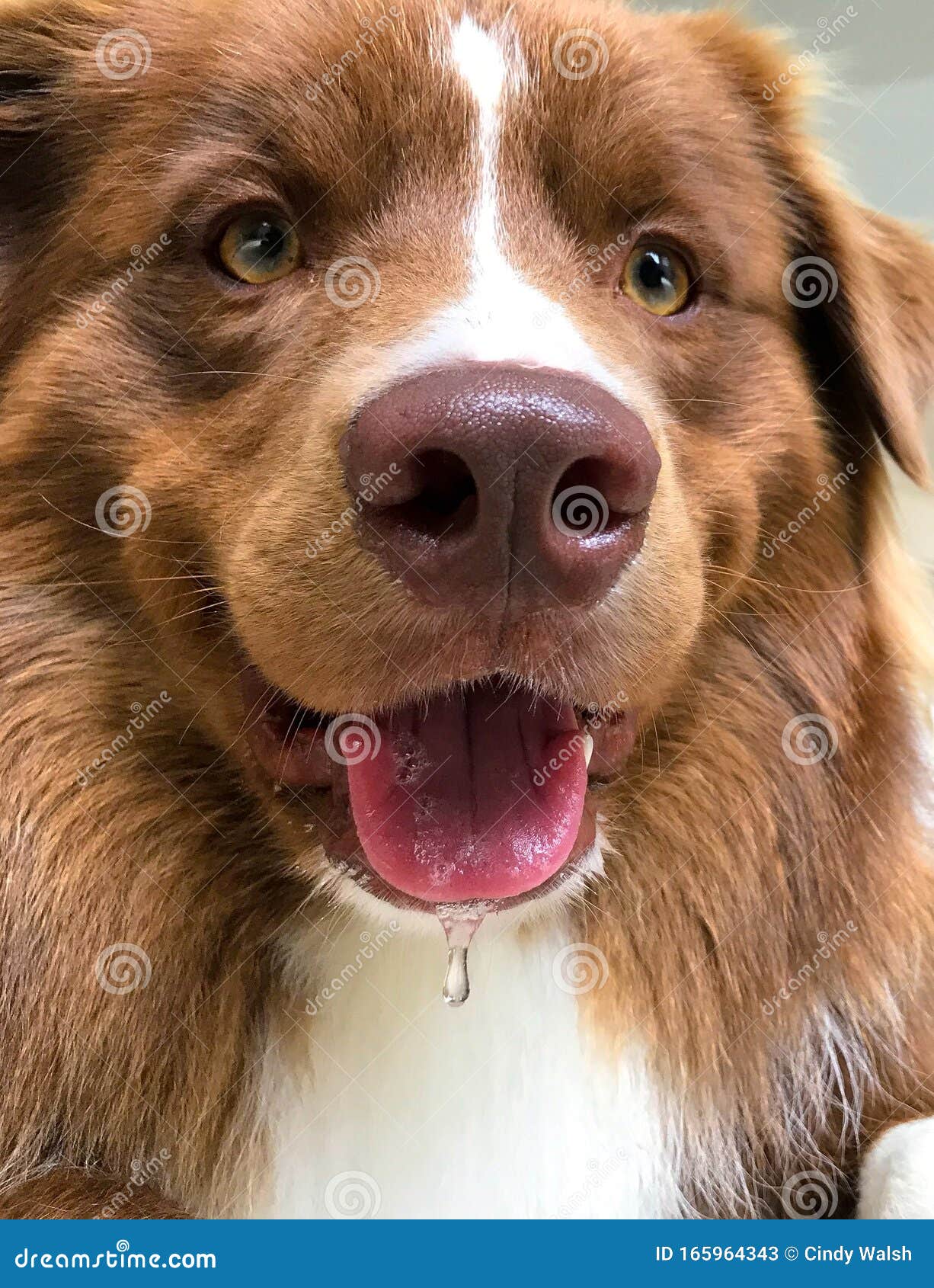 Border collie stock image. Image of nose, tongue, drooling - 165964343