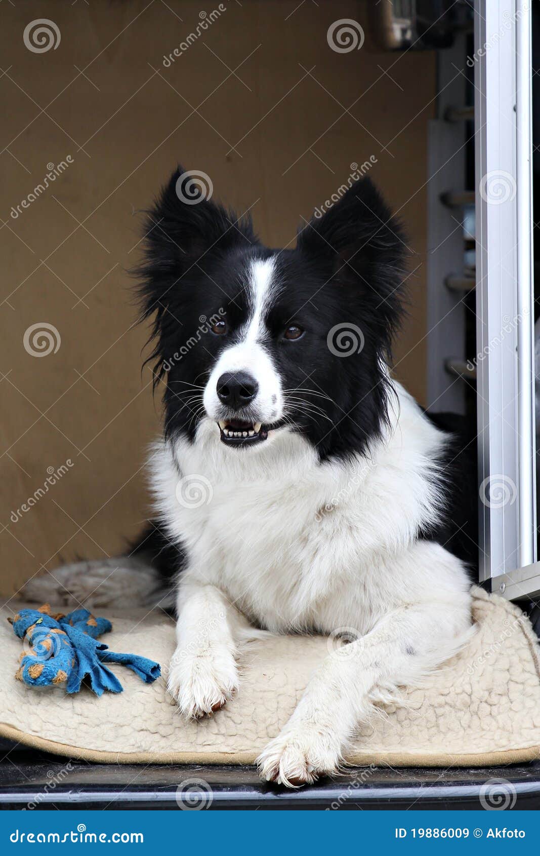 234 Border Collie Box Stock Photos - Free & Royalty-Free Stock Photos ...