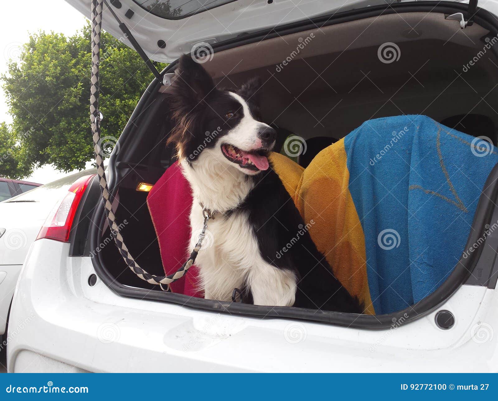 Border Collie in the car stock photo. Image of open, abierto - 92772100