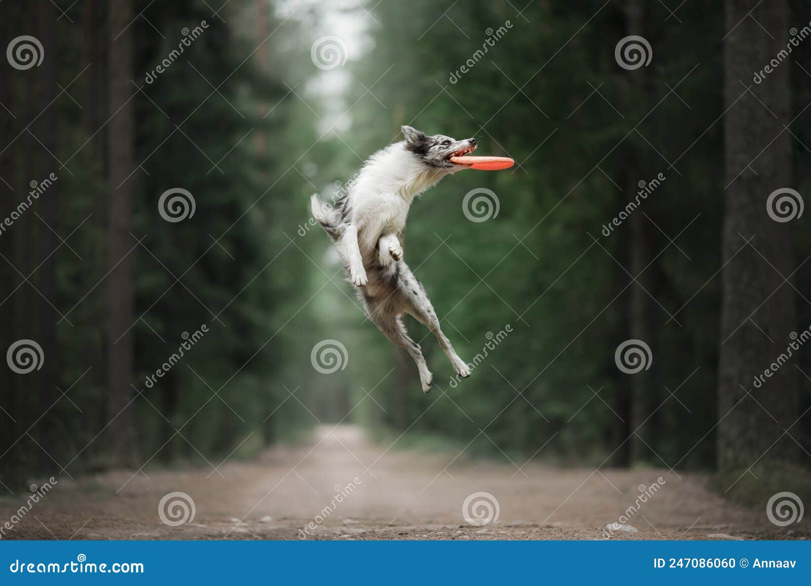 Border Collie Catches a Disc Stock Photo - Image of frisbee, sport ...