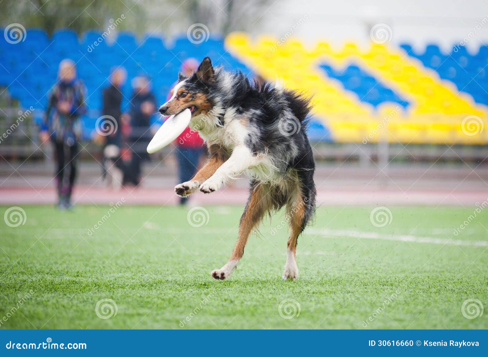 Border Collie Catching Disc Stock Photo - Image of healthy, flying ...