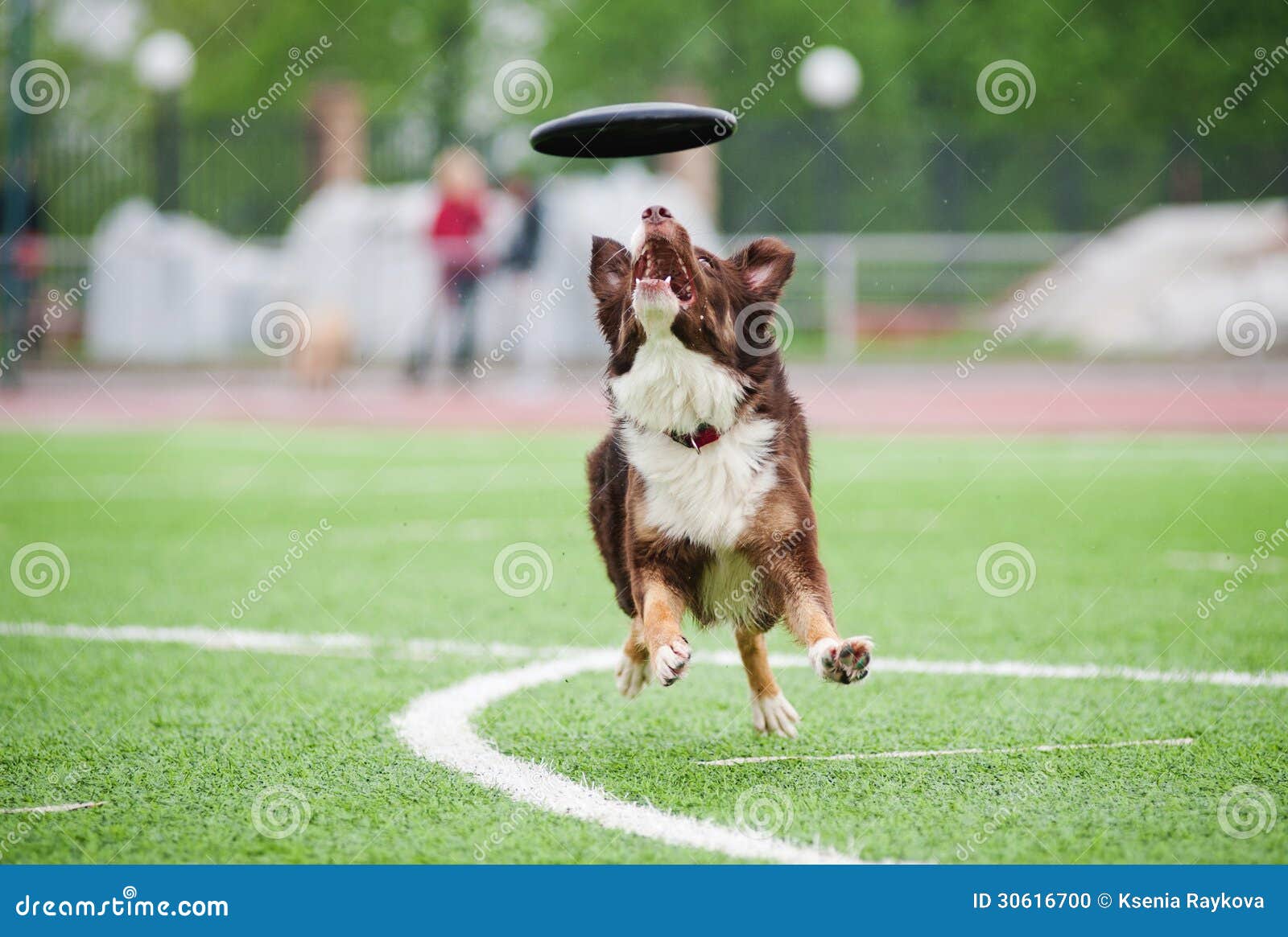 Border Collie Catching Disc Stock Photo - Image of action, green: 30616700