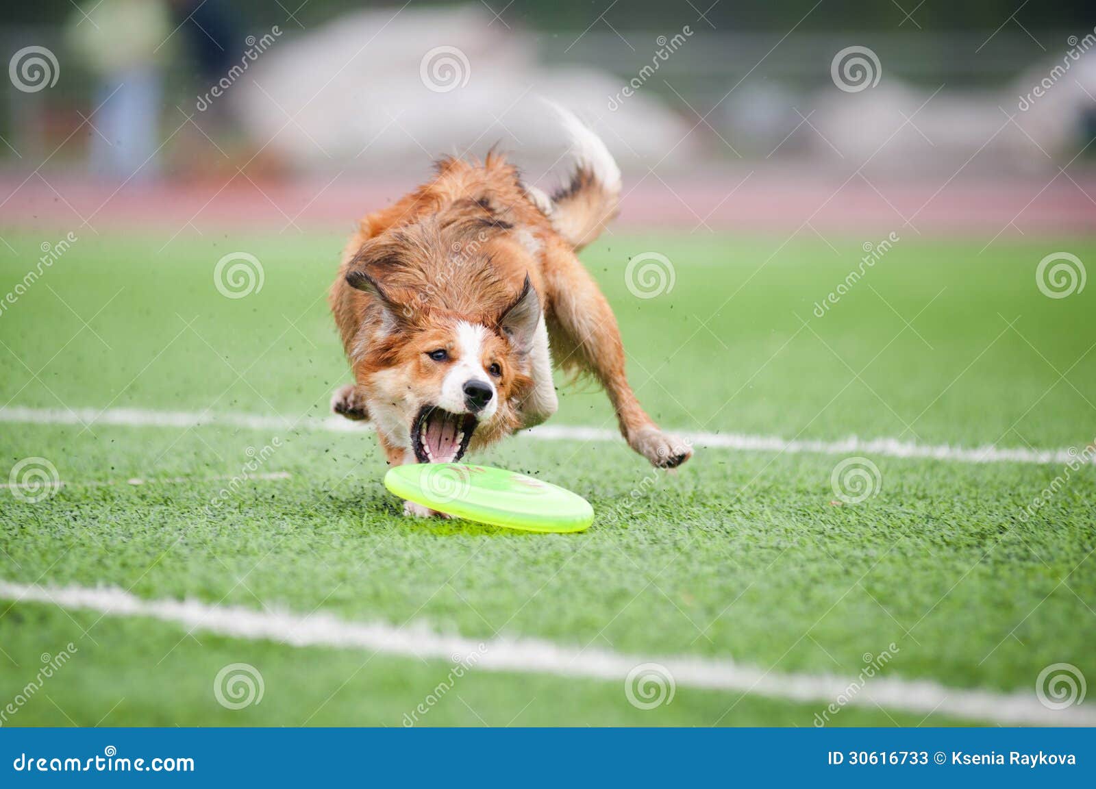 Border Collie Catching Disc Stock Image - Image of frisbee, animal ...