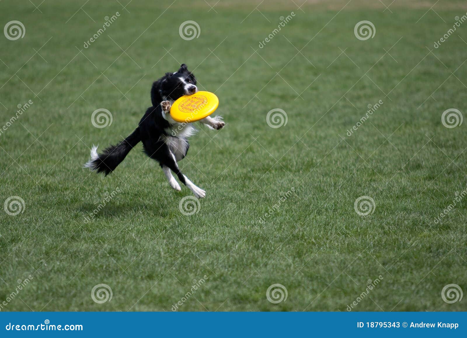 Border Collie Catching Frisbee Stock Image - Image of frisbee, jump ...