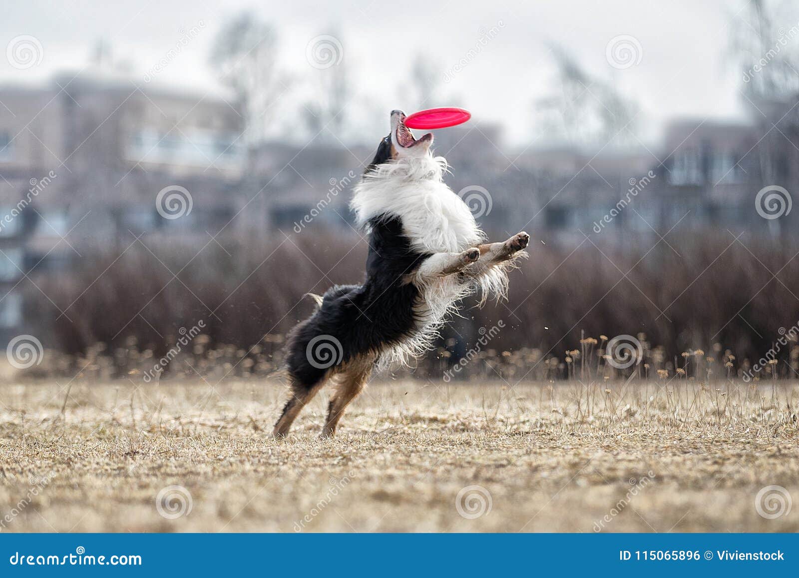 Border Collie Catching Frisbee Stock Photo - Image of animal, focus ...