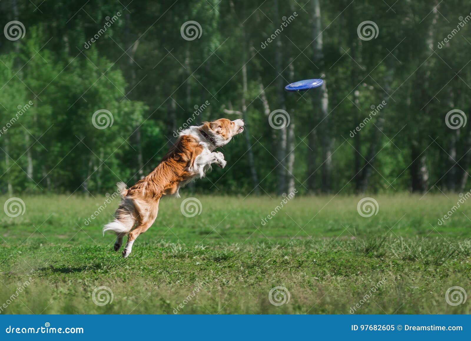 Border Collie Catching a Frisbee Disc Stock Image - Image of behavior ...