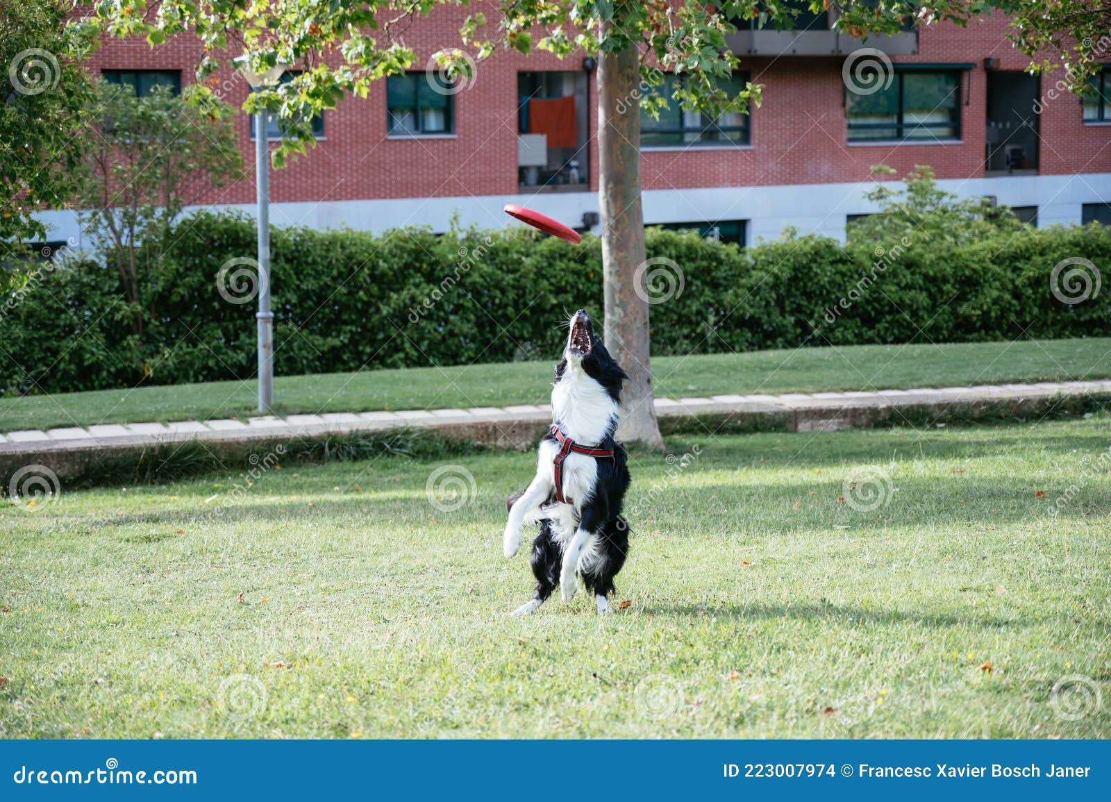 Border Collie Catching a Red Disc. Dog Training Stock Photo - Image of ...