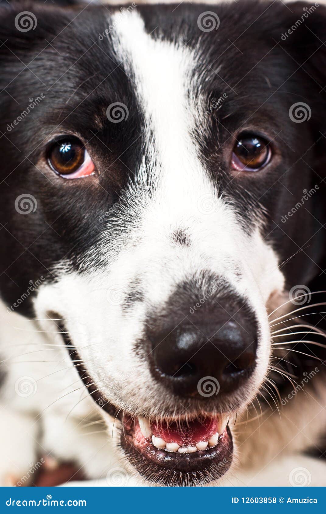 Border collie. close-up stock photo. Image of mammal - 12603858