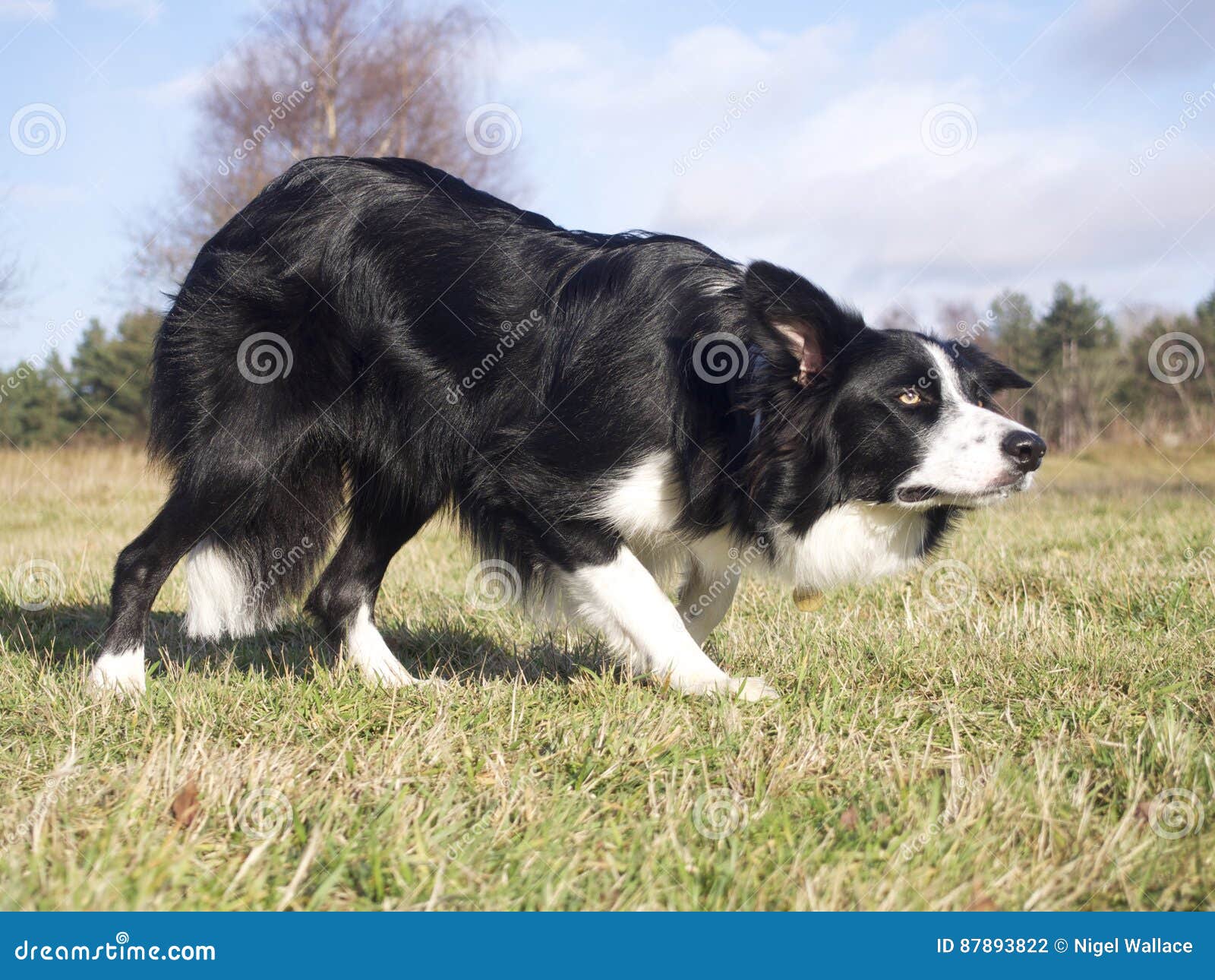 Border Collie stock photo. Image of pensive, crouching - 87893822