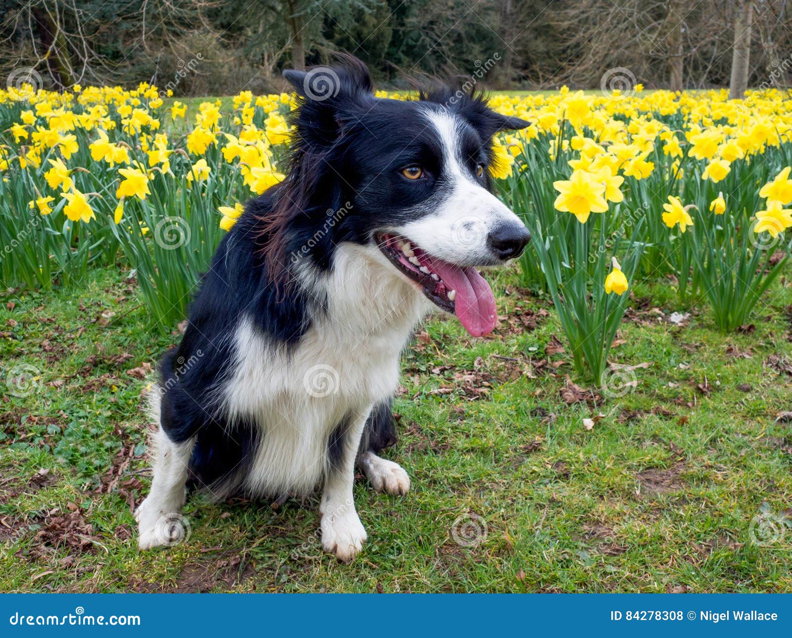 Border Collie with Easter Daffodils Stock Photo - Image of looking ...