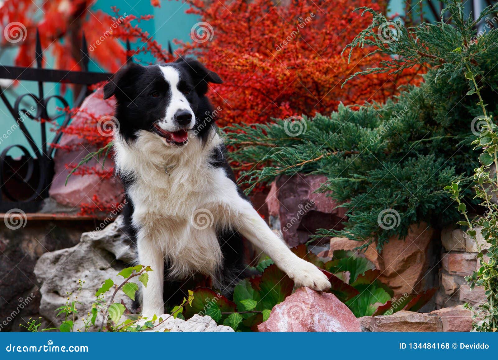 Border Collie De La Raza Del Perro Foto de archivo - Imagen de purebred ...