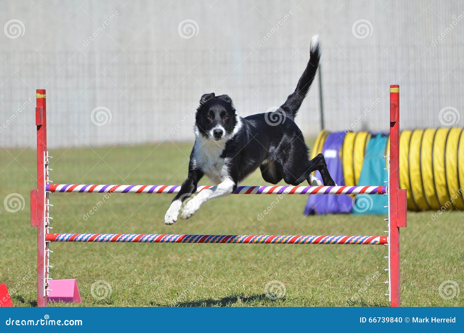 Border Collie at a Dog Agility Trial Stock Photo - Image of jumping ...
