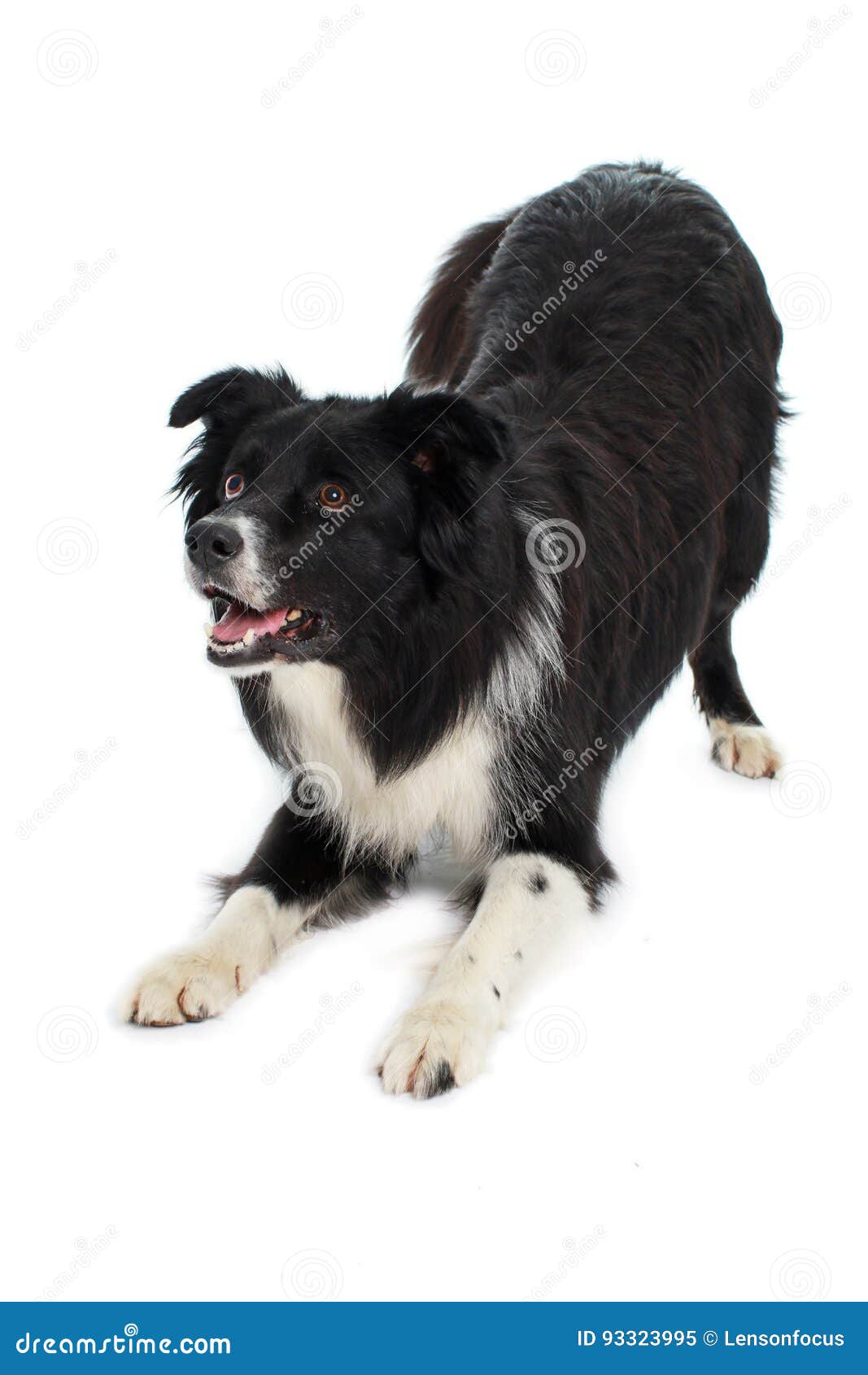 Border Collie Dog Bend Down Stock Image - Image of learn, border: 93323995