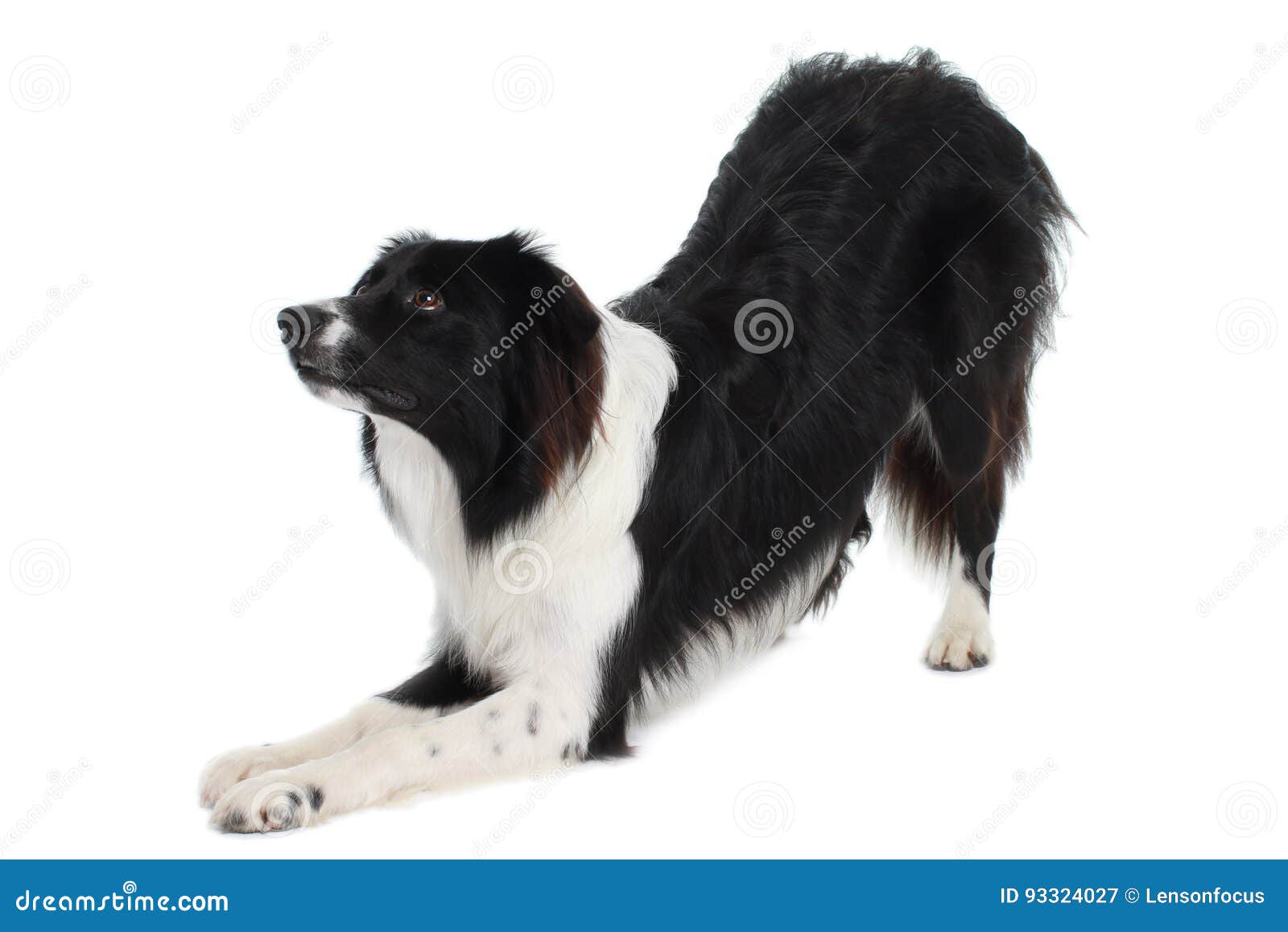 Border Collie Dog Bend Down Stock Image - Image of black, studio: 93324027