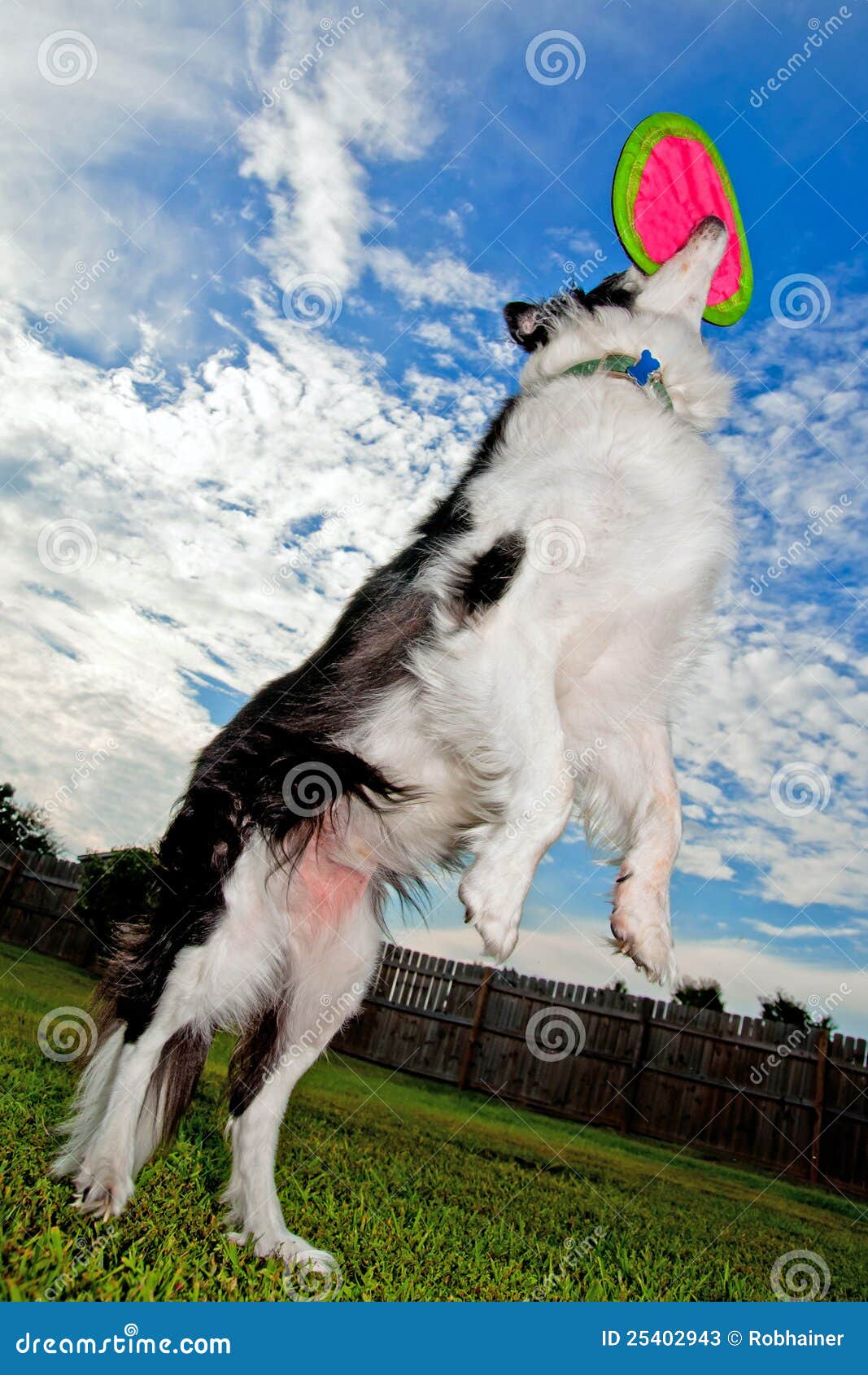 Border Collie Dog Catches Disc Stock Image - Image of competition ...