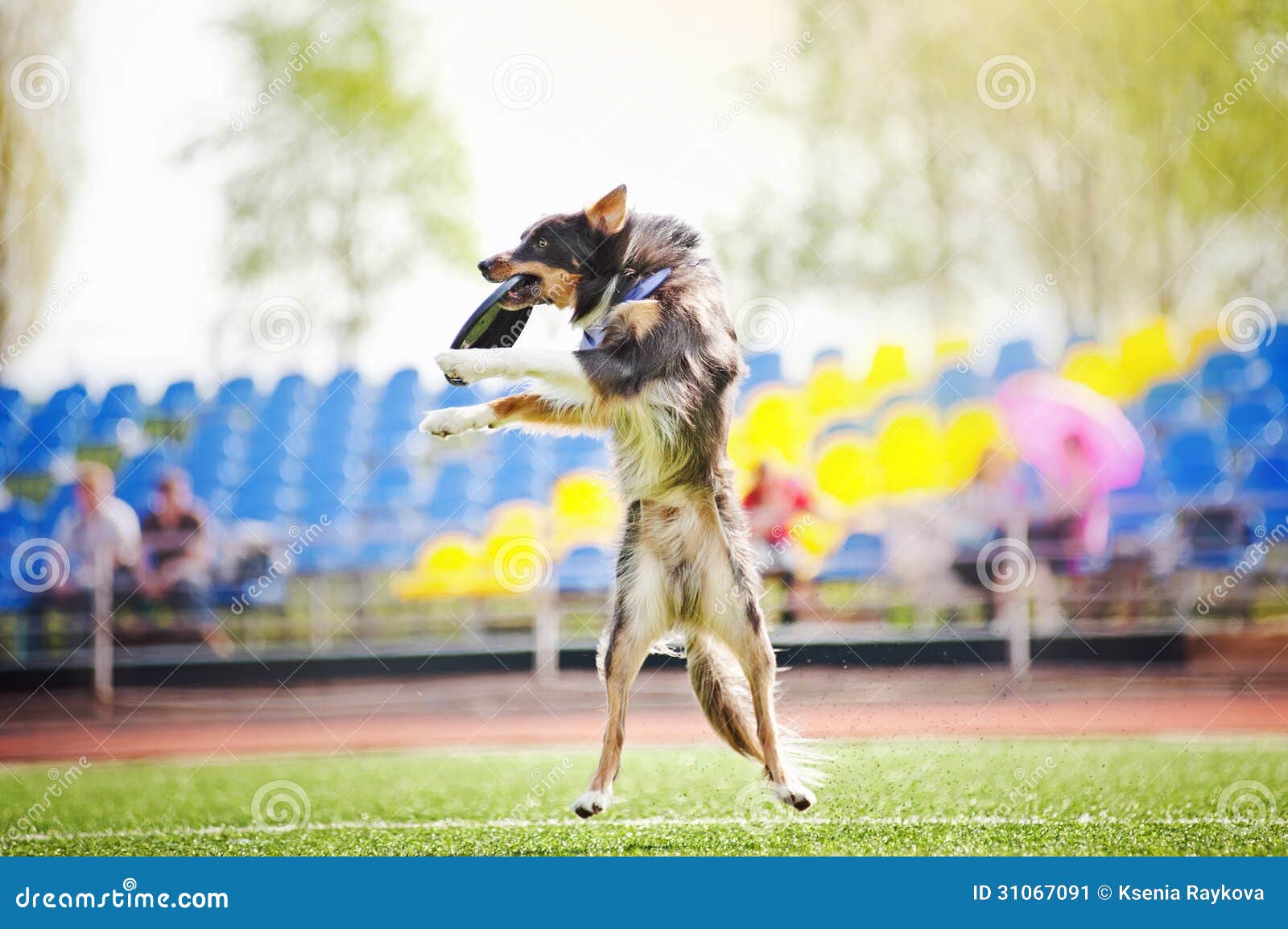 Border Collie Dog Catching the Flying Disc Stock Image - Image of puppy ...