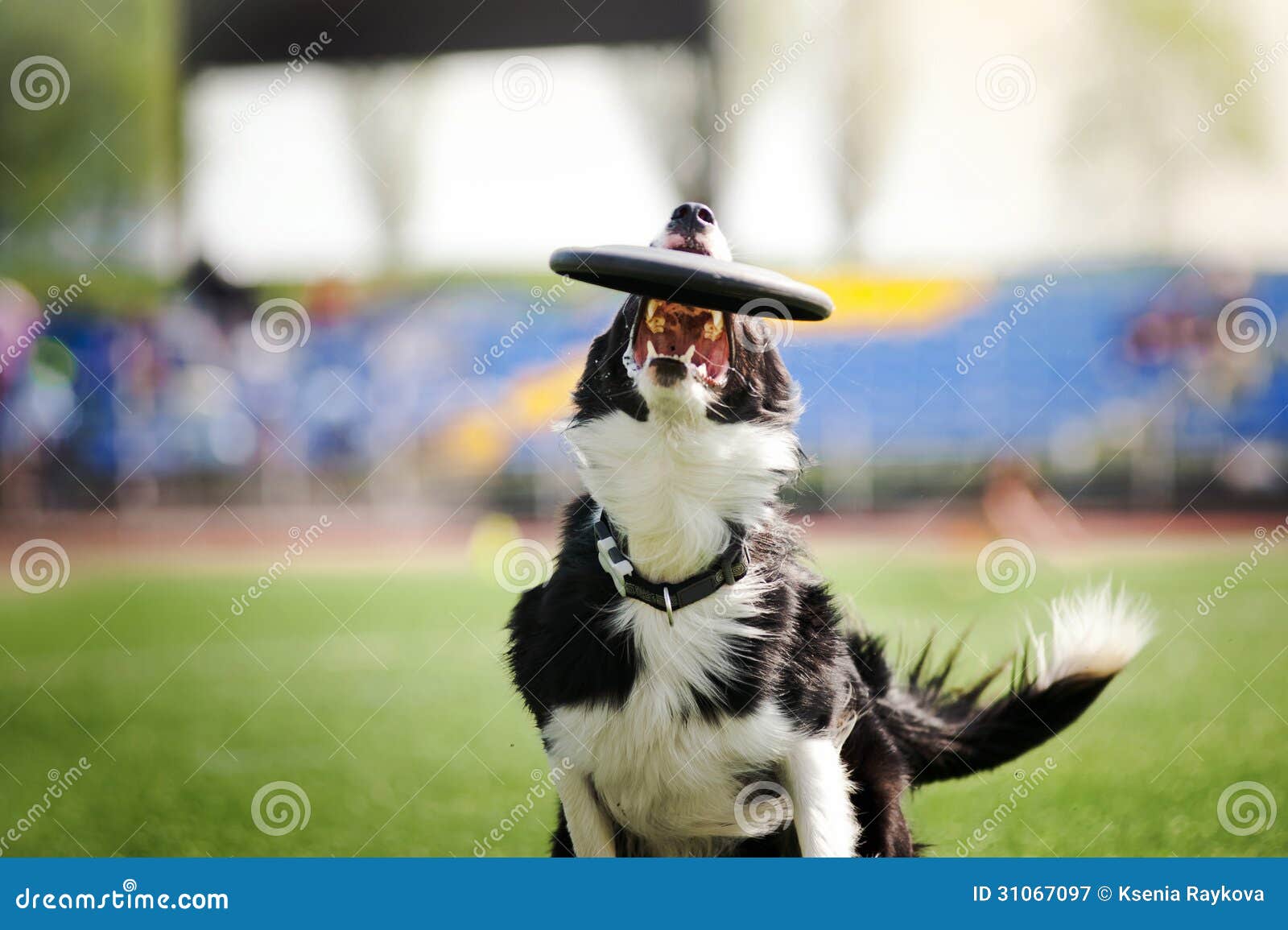 Border Collie Dog Catching the Flying Disc Stock Image - Image of ...