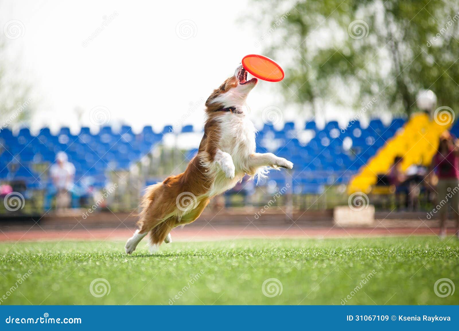 Border Collie Dog Catching the Flying Disc Stock Image - Image of funny ...