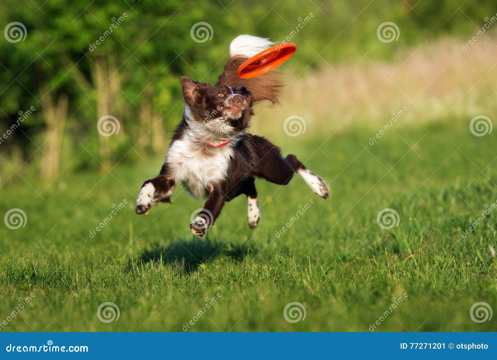 Border Collie Dog Catching a Flying Disk Stock Image - Image of jump ...