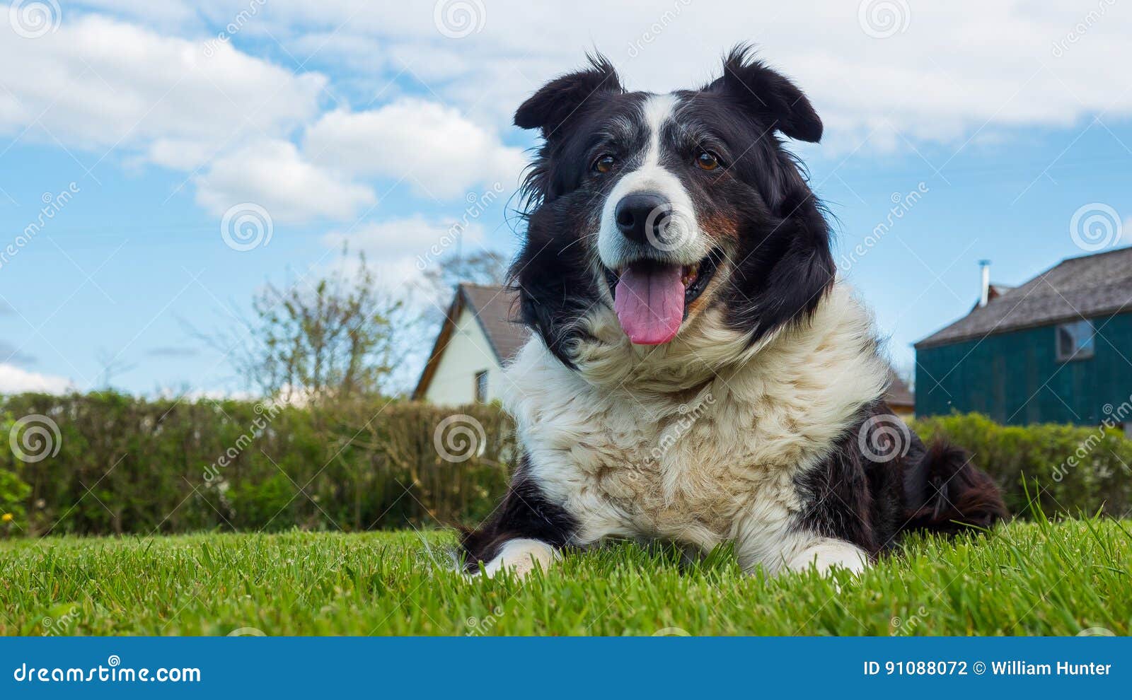Border Collie Dog in Devon UK Stock Photo - Image of livestock, sheeps ...