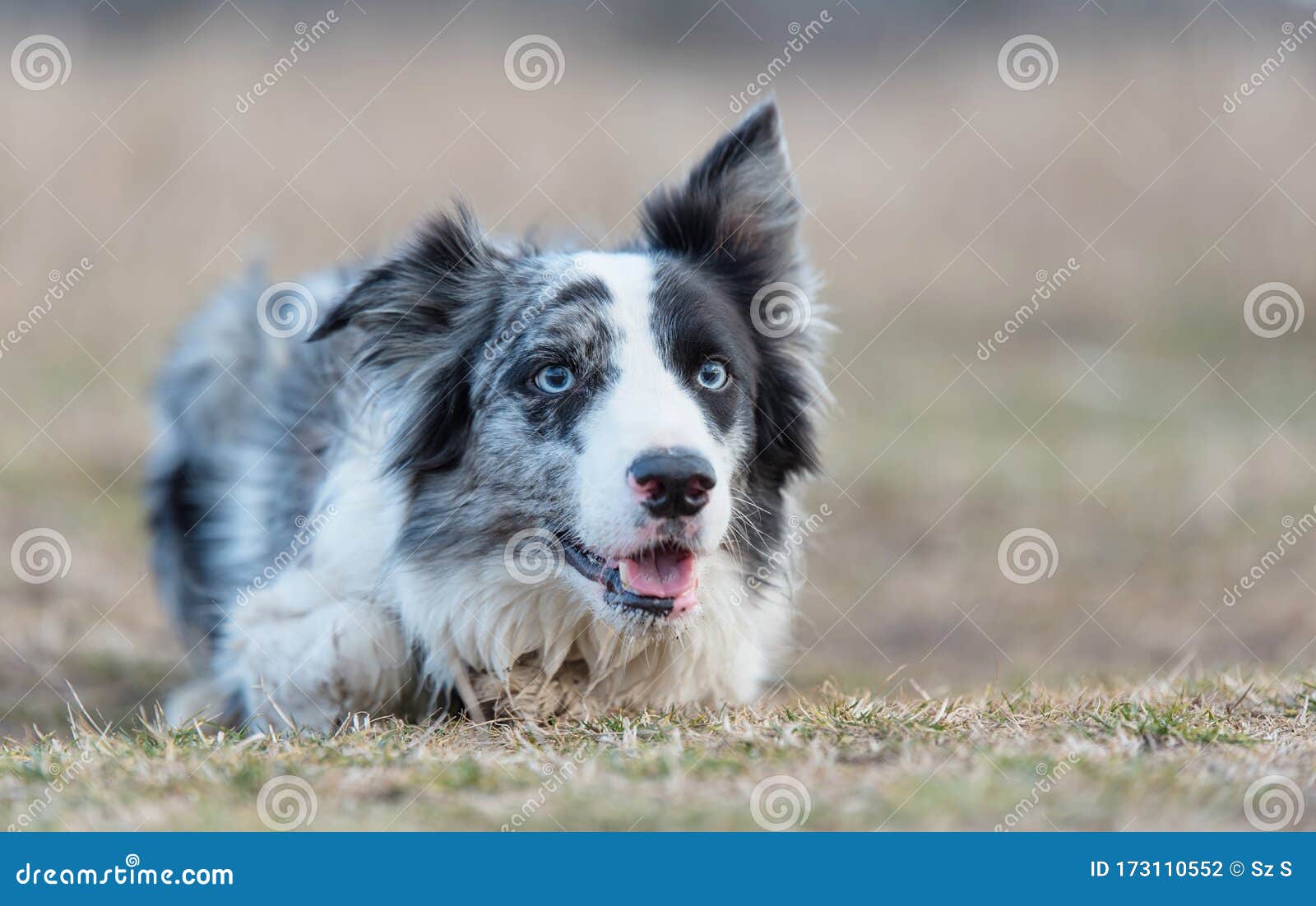 Border Collie Dog Listen in Training Stock Photo - Image of purebred ...