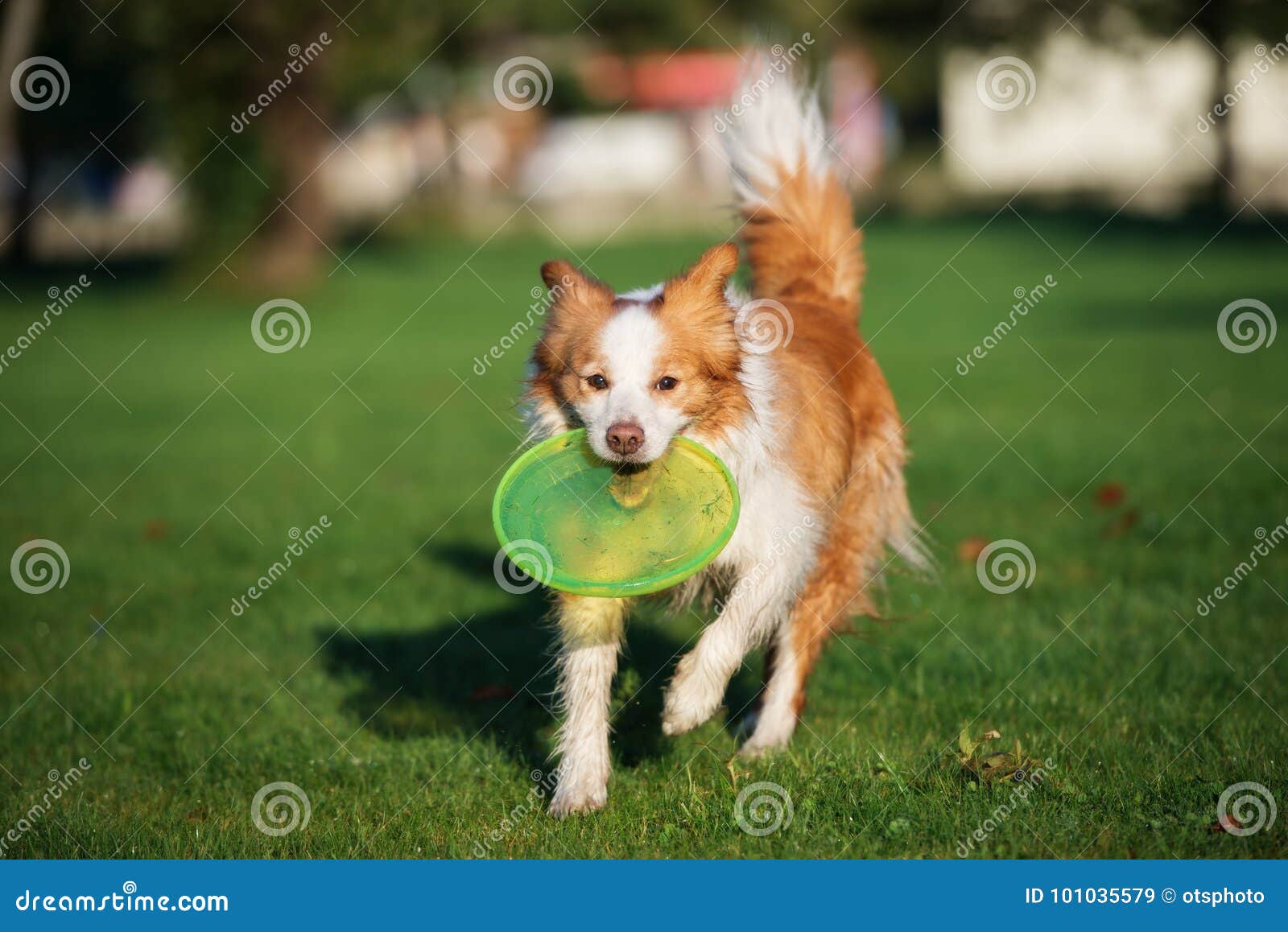 Border Collie Dog Playing with a Flying Disc Stock Image - Image of ...