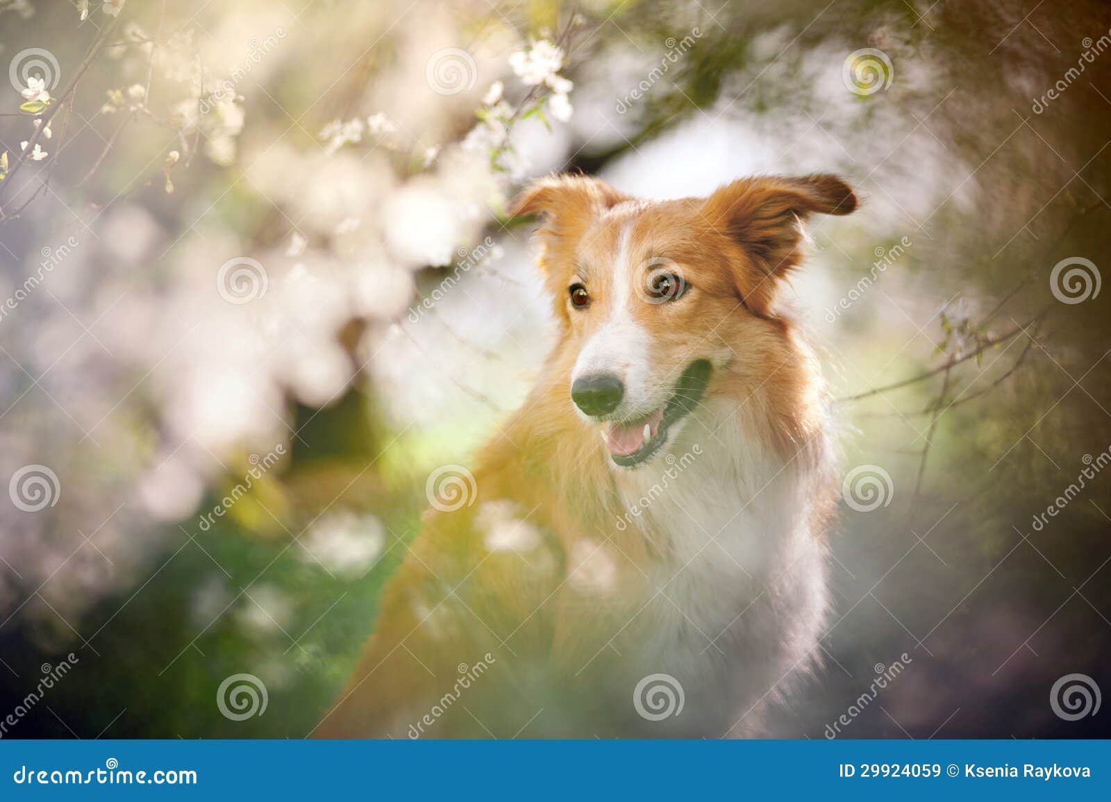 Border Collie Dog Portrait in Spring Stock Image - Image of looking ...