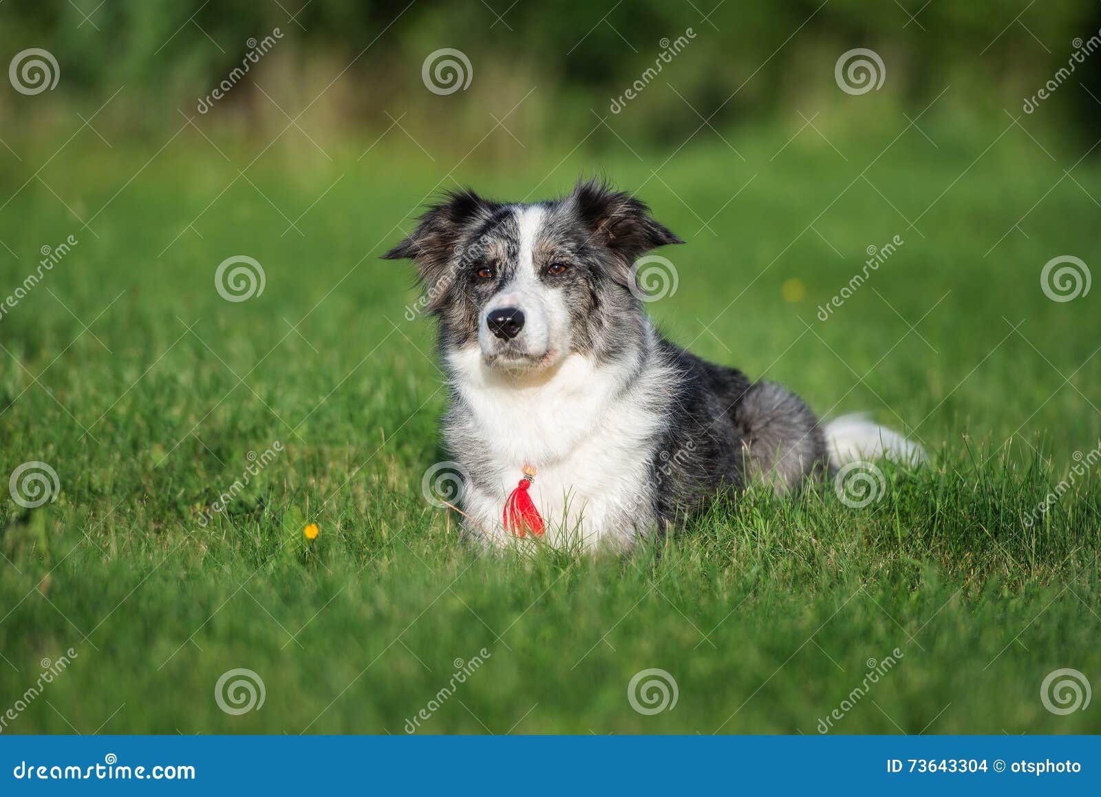 Border Collie Dog Posing Outdoors in Summer Stock Photo - Image of ...