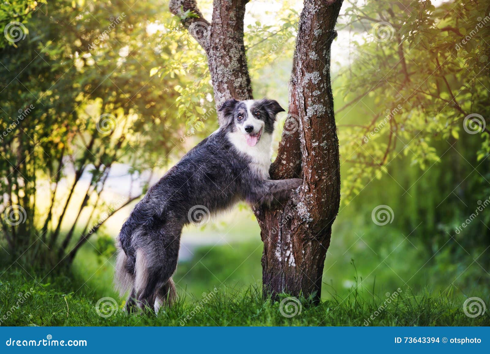 Border Collie Dog Posing Outdoors in Summer Stock Photo - Image of ...