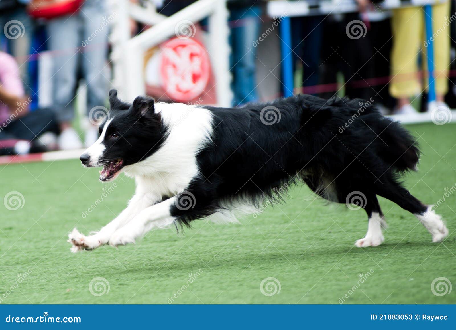 Border Collie dog running stock image. Image of action - 21883053