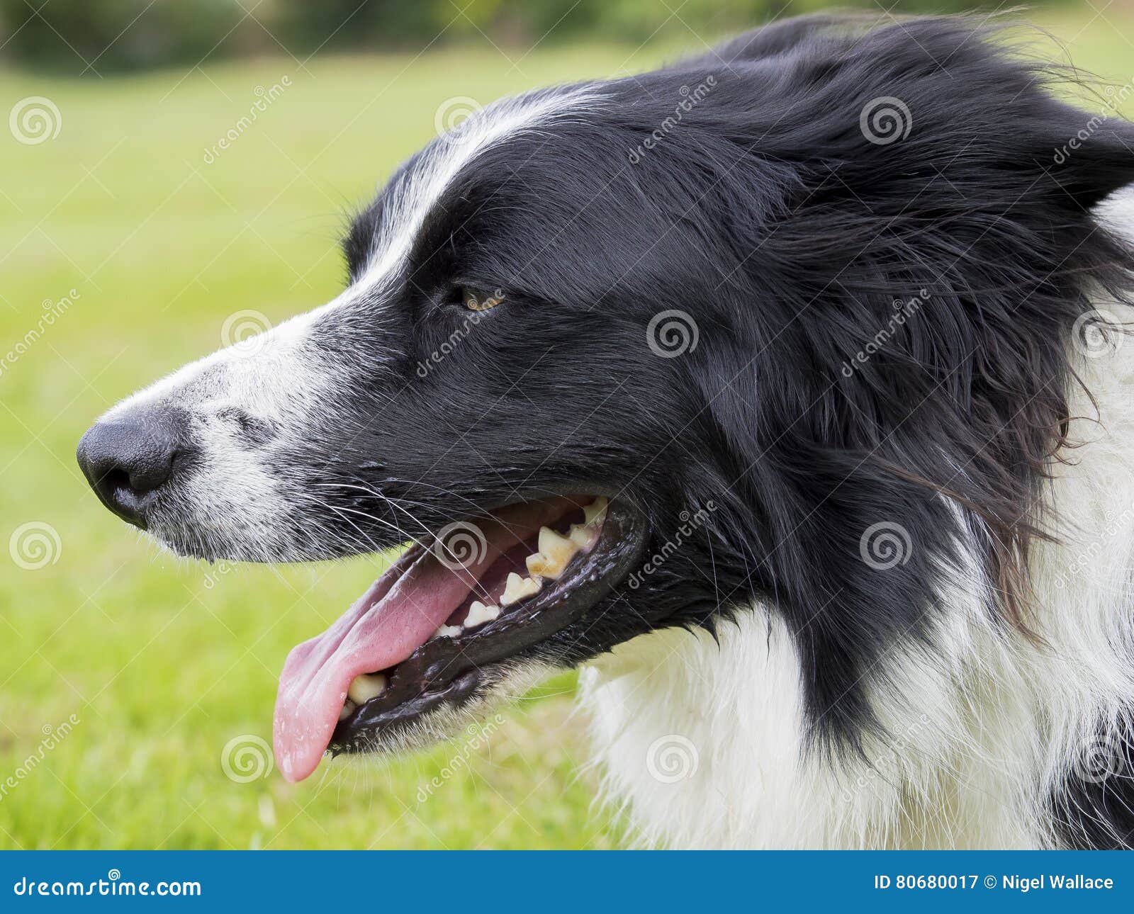 Border collie Dog stock image. Image of canine, fall - 80680017