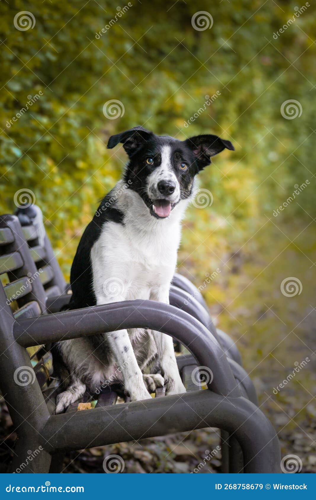 Border Collie Dog Sitting on the Bench with Yellowing Trees Blurred ...