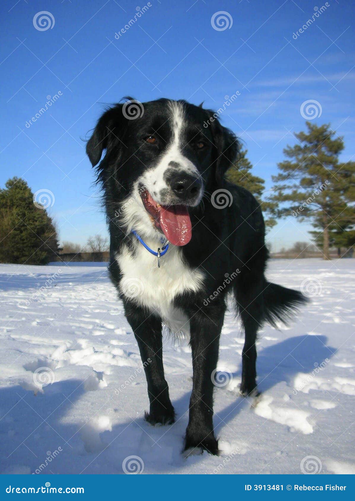 Border Collie Dog Standing stock image. Image of energy - 3913481