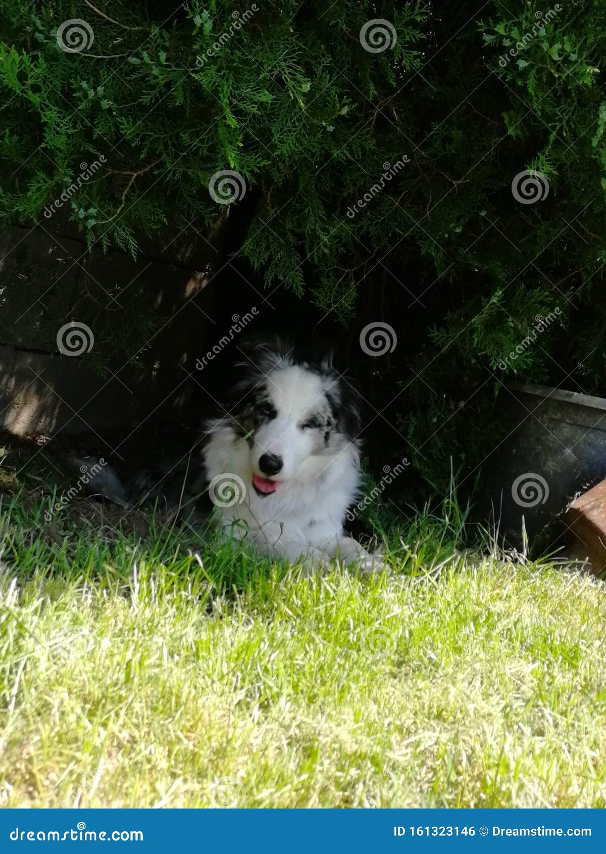 Border Collie Dog Under Tree Stock Photo - Image of collie, border ...