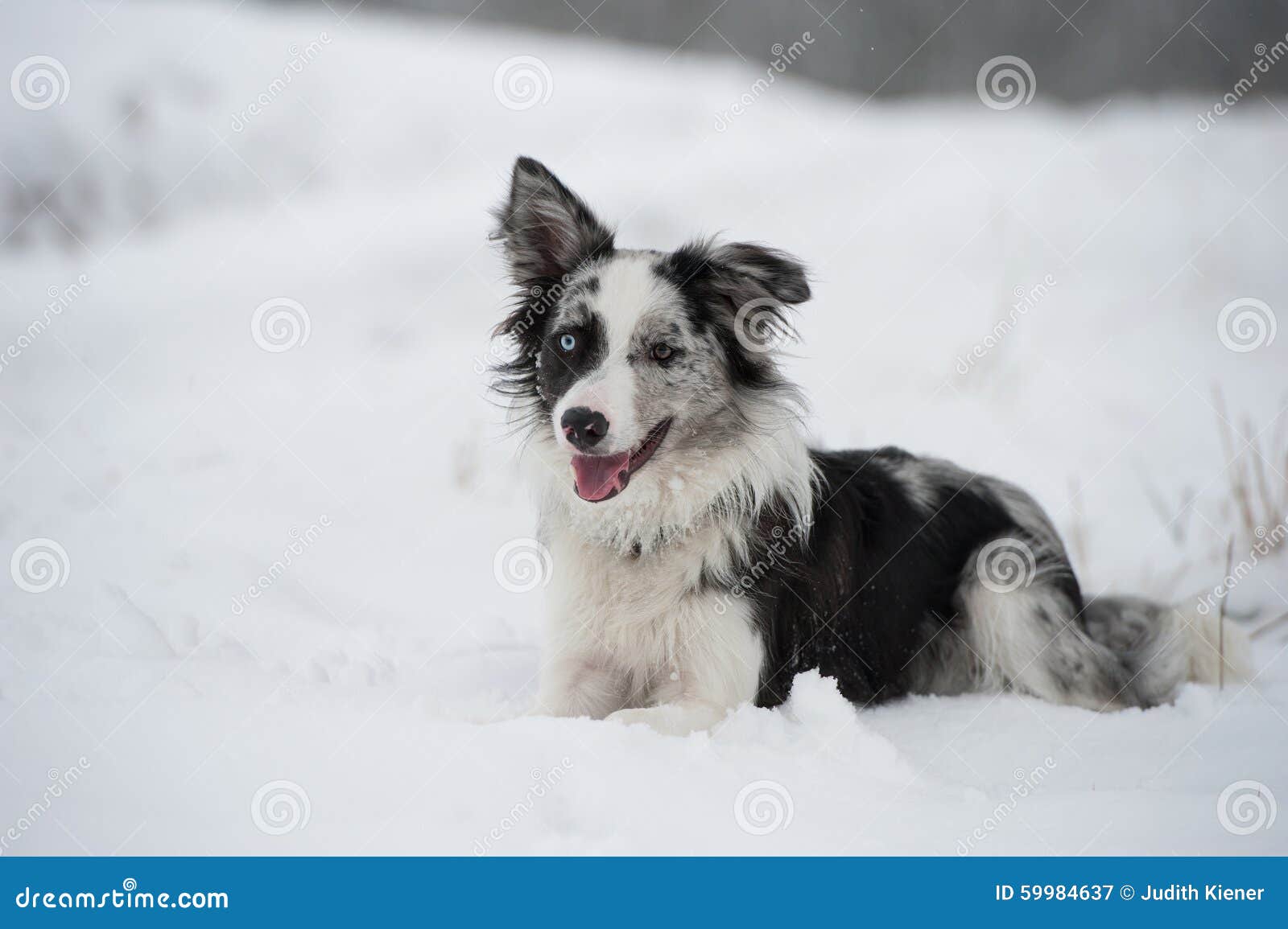 Border collie dog stock image. Image of snow, blue, space - 59984637