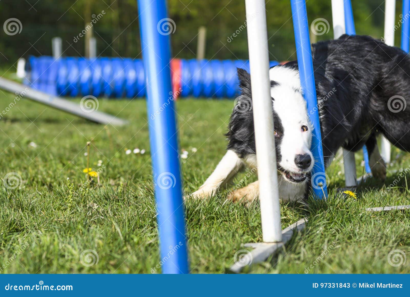 Border Collie Doing the Sport of Agility Stock Image - Image of black ...