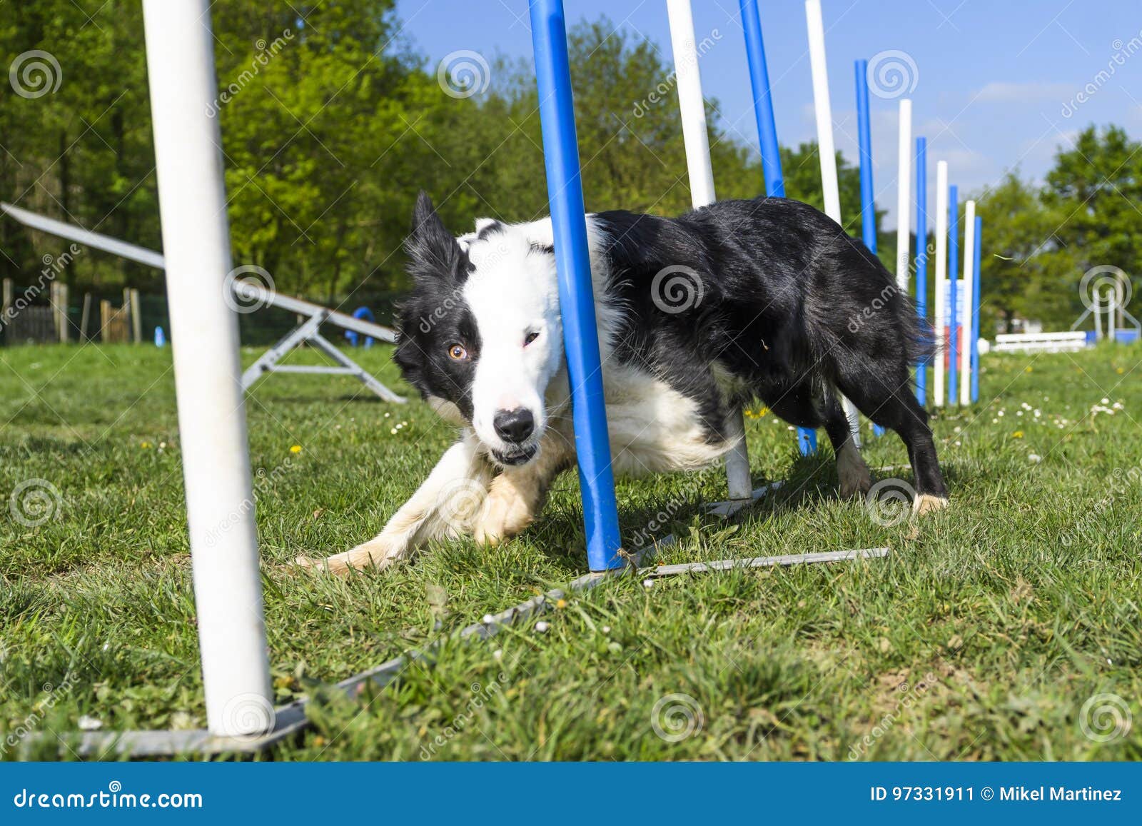 Border Collie Doing the Sport of Agility Stock Image - Image of sport ...